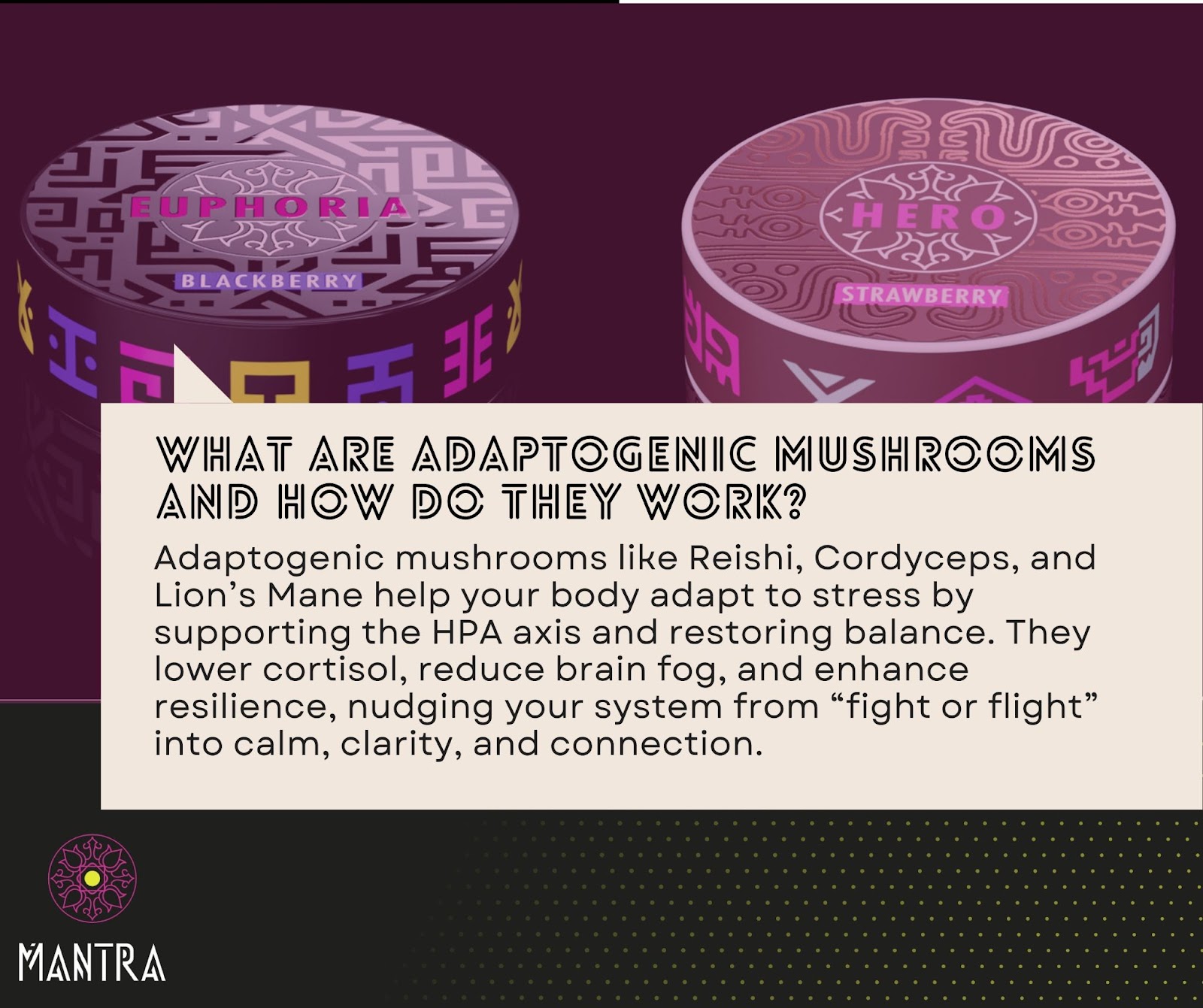 Adaptogenic Mushrooms for Anxiety Relief Guide