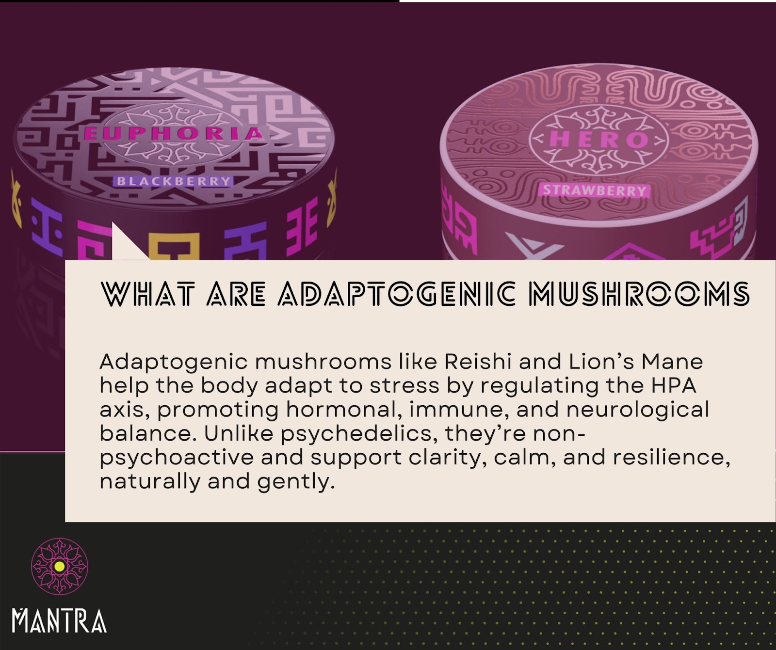 Reishi & Lion’s Mane: Adaptogens for Mind & Body