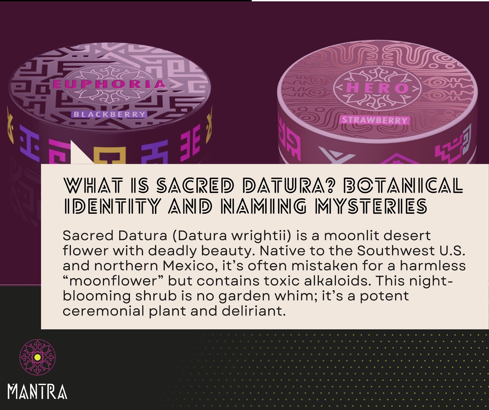 Sacred Datura: Beauty, Danger & Spiritual Power
